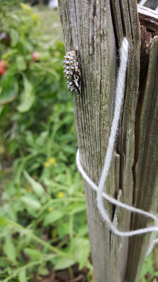 Empty Chrysalis in the Garden Stock Image - Image of caterpillar, empty ...