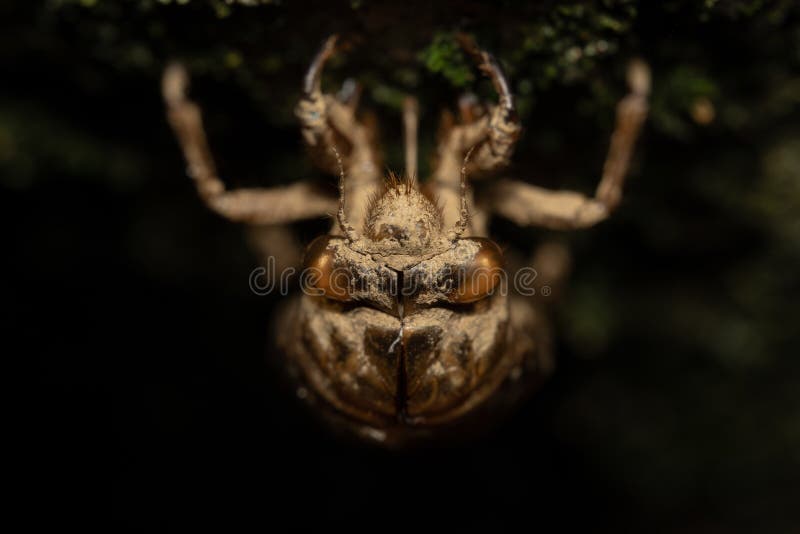 1,083 Empty Husk Stock Photos - Free & Royalty-Free Stock Photos from ...