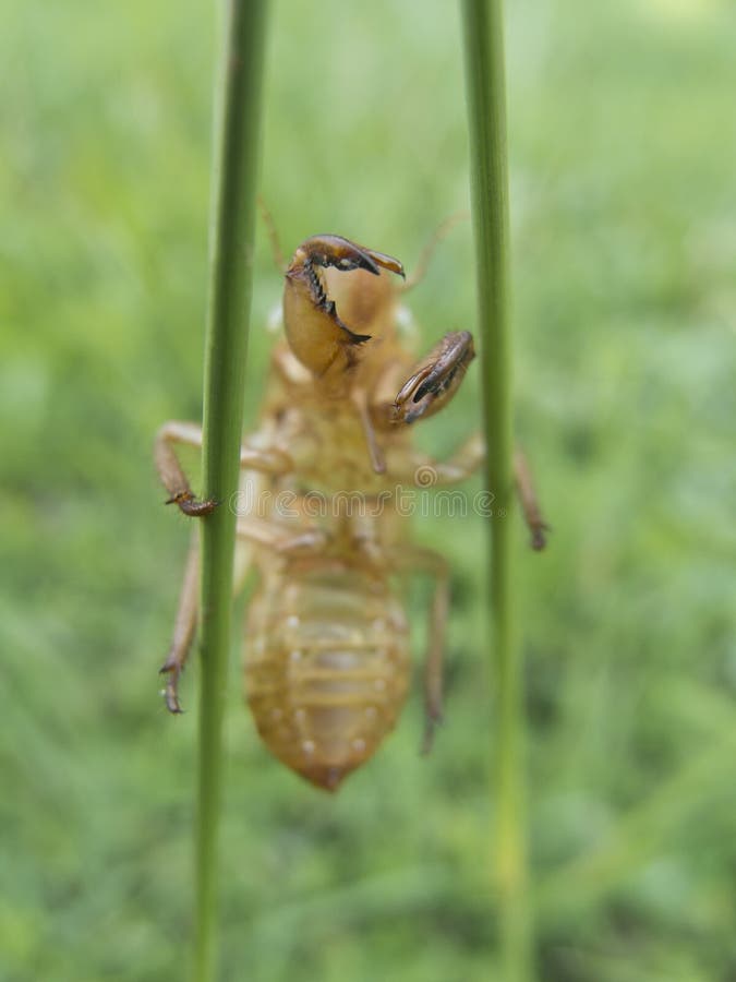 Empty cicada shell stock photo. Image of nature, cicadidae - 24976896