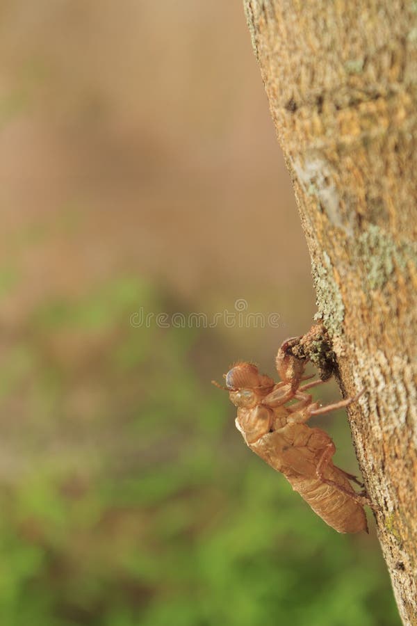 Empty cicada shell stock photo. Image of antenna, magicicada - 25186026