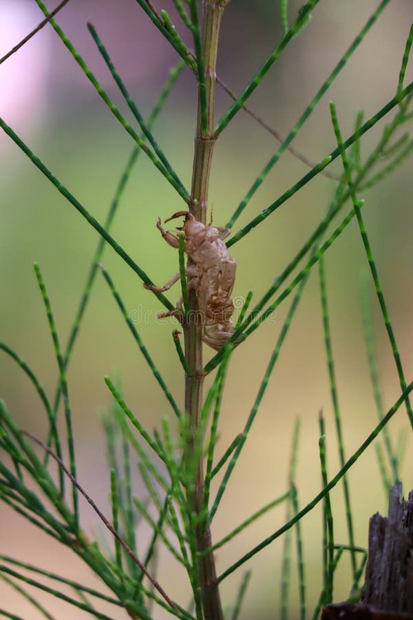 Empty Cicada Shell on Green Plant Stem in Natural Outdoor Environment ...