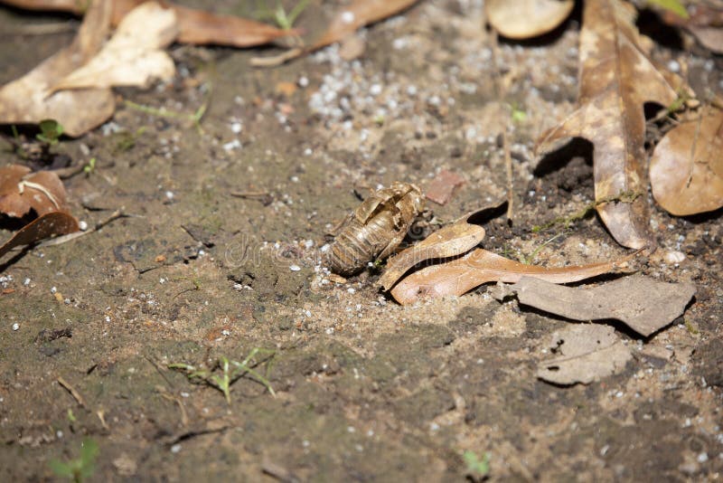 Cicada Dirt Mounds or Holes in the Ground or Lawn Stock Photo - Image ...