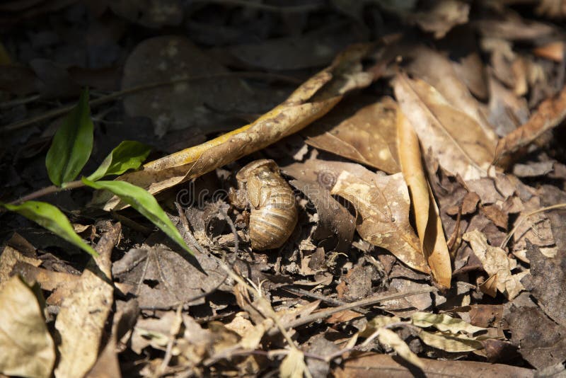 Cicada Dirt Mounds or Holes in the Ground or Lawn Stock Photo - Image ...