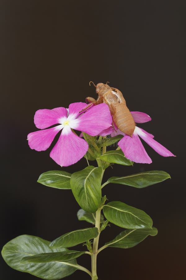 Cicada Shell on Leaf stock photo. Image of outbreak, leaf - 56048788