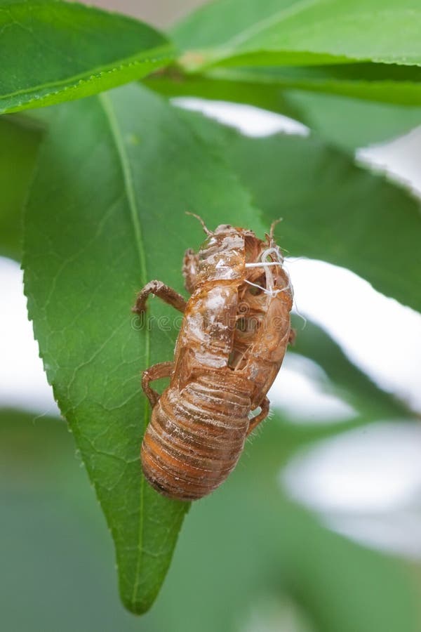 An Empty Cicada Shell on a Leaf Stock Photo - Image of cicala, animal ...
