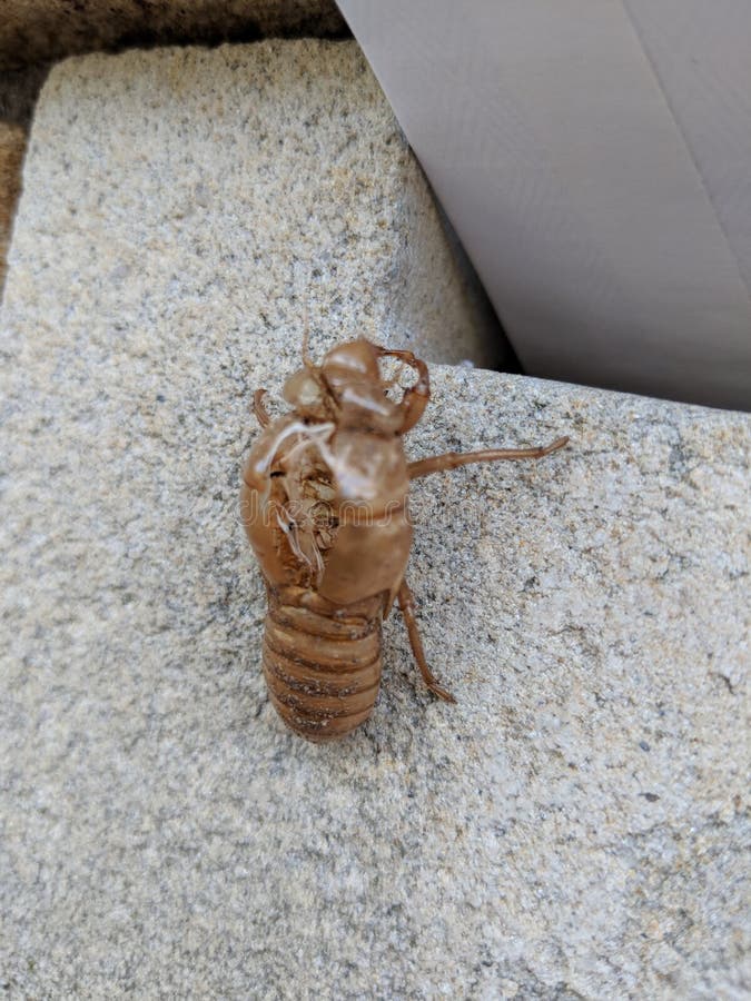 Empty Cicada Cocoon Hanging after Metamorphosis Stock Image - Image of ...