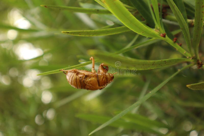 Empty Cicada Shell on a Tree Leaf Stock Image - Image of detail ...