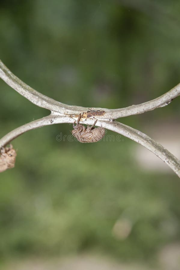 Empty Cicada Shells stock image. Image of backdrop, ecological - 231407471