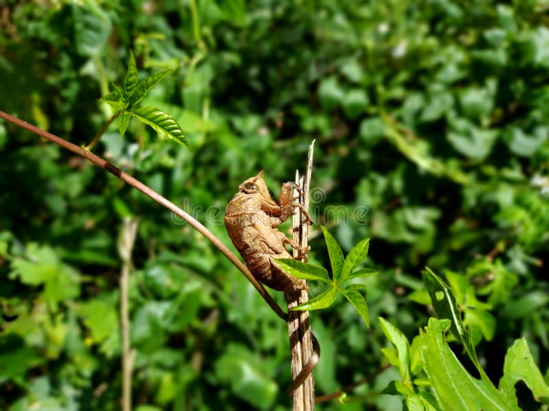 Cicada shells stock photo. Image of cicada, beautiful - 36376296