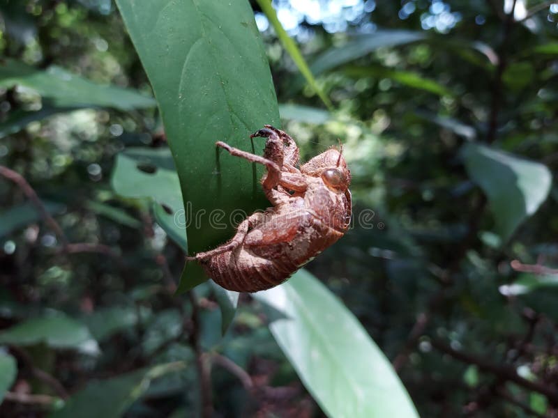 Empty Cicada Shell Hanging on Branch in Forest. Stock Image - Image of ...