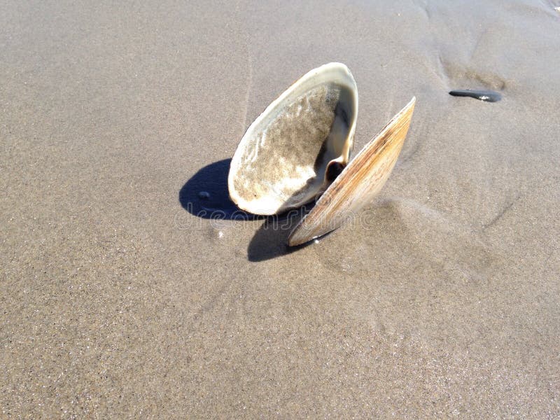 Empty sea shell stock image. Image of implements, hard - 23322977