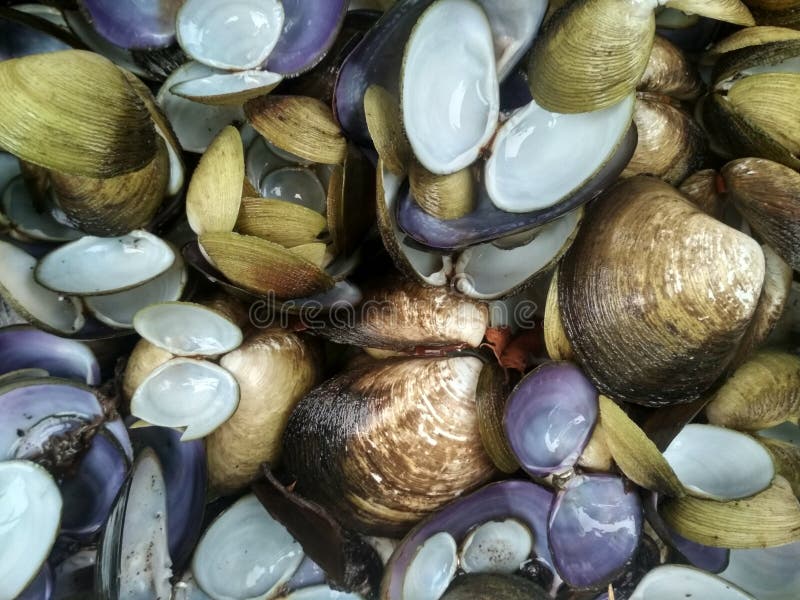 Empty shells stock photo. Image of seafood, rock, coral - 214647570