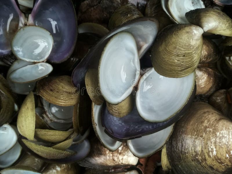 2,448 Empty Clam Stock Photos - Free & Royalty-Free Stock Photos from ...