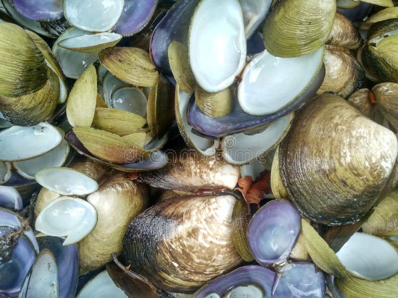 2,448 Empty Clam Stock Photos - Free & Royalty-Free Stock Photos from ...