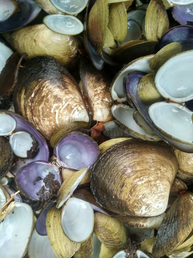 2,448 Empty Clam Stock Photos - Free & Royalty-Free Stock Photos from ...