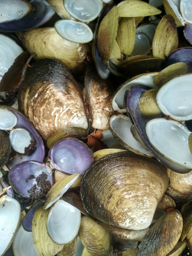 2,433 Empty Clam Stock Photos - Free & Royalty-Free Stock Photos from ...