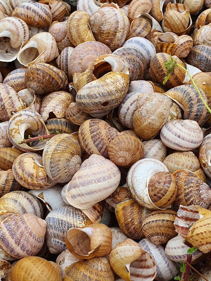 Texture of Empty Snail Shells Lying Scattered Stock Image - Image of ...