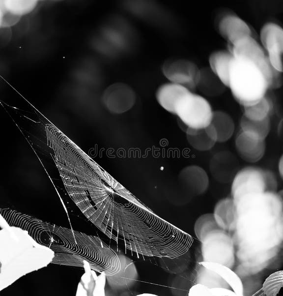 An Empty Cob Web in Black and White Stock Photo - Image of invertebrate ...