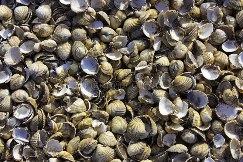Empty Cockle Shells stock image. Image of closeup, bivalve - 38430685