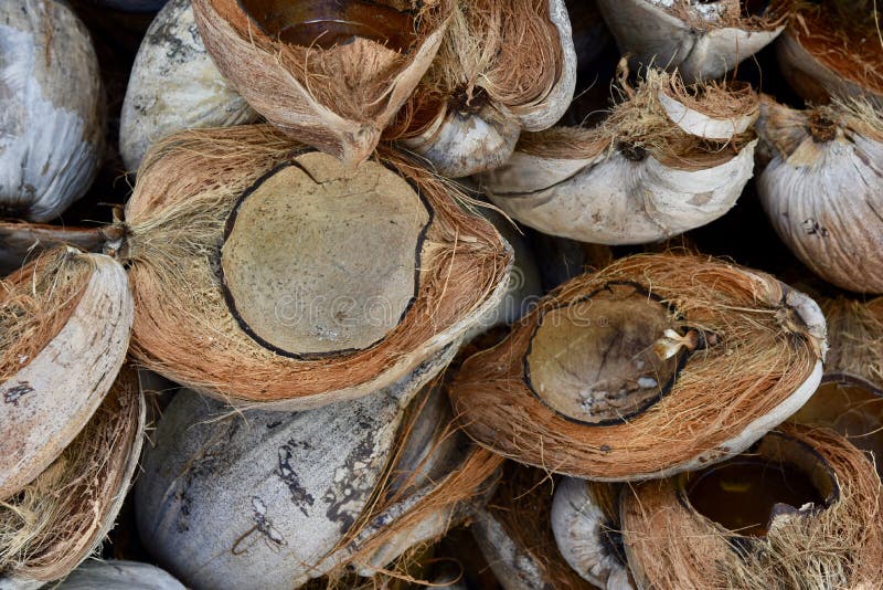 1,083 Empty Husk Stock Photos - Free & Royalty-Free Stock Photos from ...