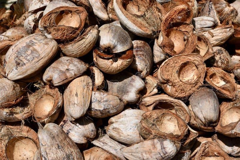 1,083 Empty Husk Stock Photos - Free & Royalty-Free Stock Photos from ...