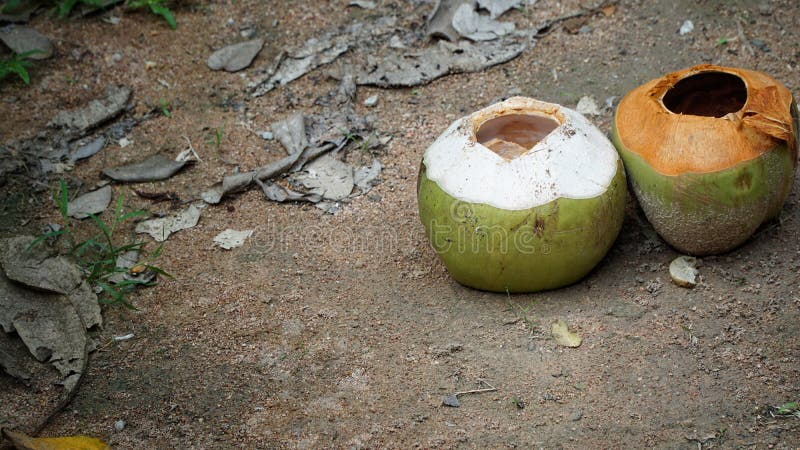 Empty coconuts stock image. Image of floor, dust, rock - 100495647