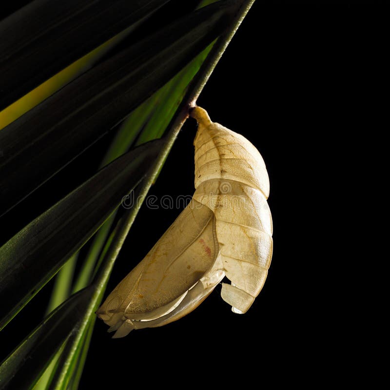 Empty Cocoon Stock Photo - Image: 23578240