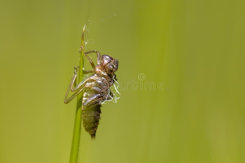 Empty Cocoon Left by New Born Dragonfly Stock Photo - Image of meadow ...