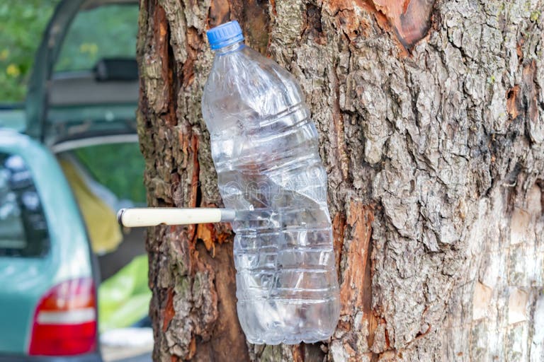 Empty Compressed Plastic Bottle Nailed To a Tree Stock Image - Image of ...