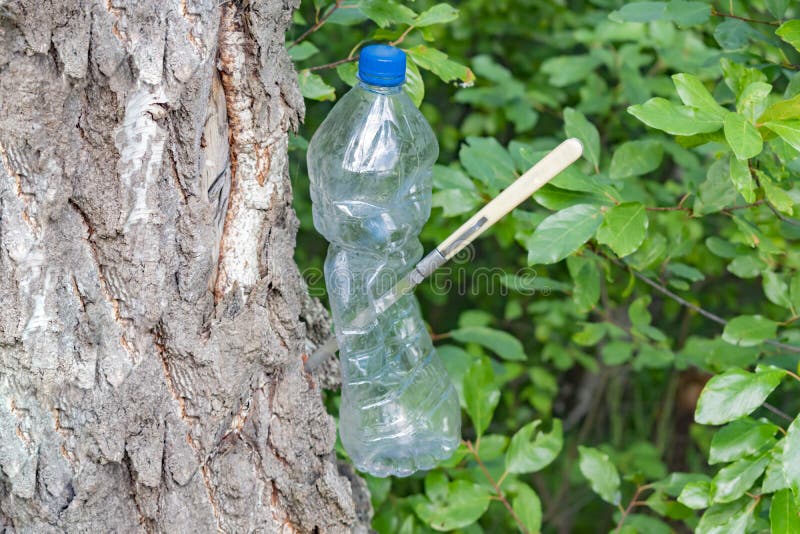 An Empty Compressed Plastic Bottle is Nailed To a Tree Stock Image ...