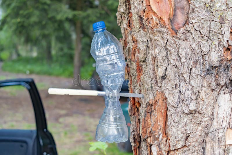 An Empty Compressed Plastic Bottle is Nailed To a Tree Stock Photo ...