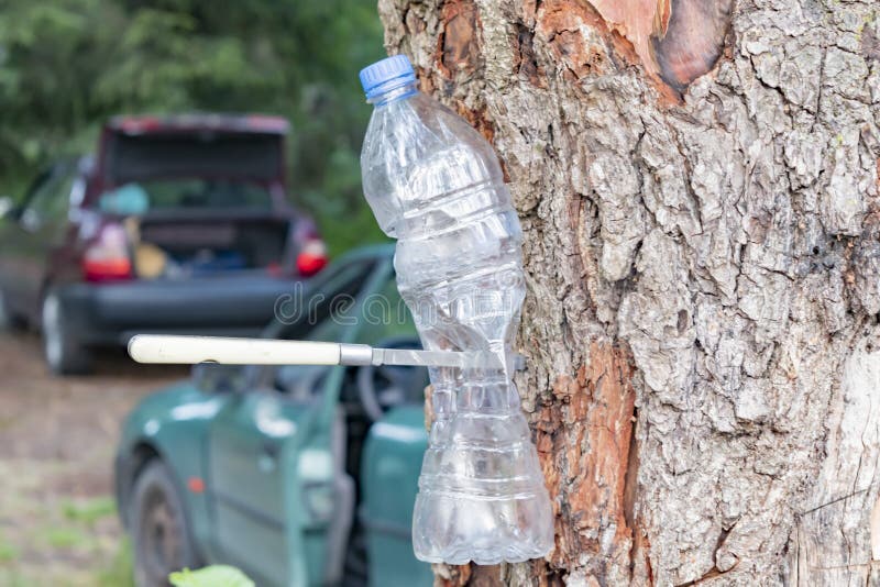 Empty Compressed Plastic Bottle Nailed To a Tree with Stock Image ...