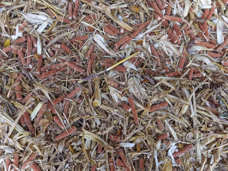 Empty corn field. stock image. Image of corn, autumn - 128926709