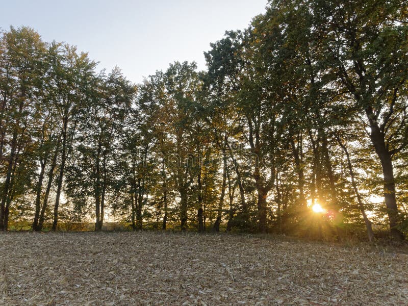 Big Empty Corn Field with Little Forest Stock Image - Image of climate ...
