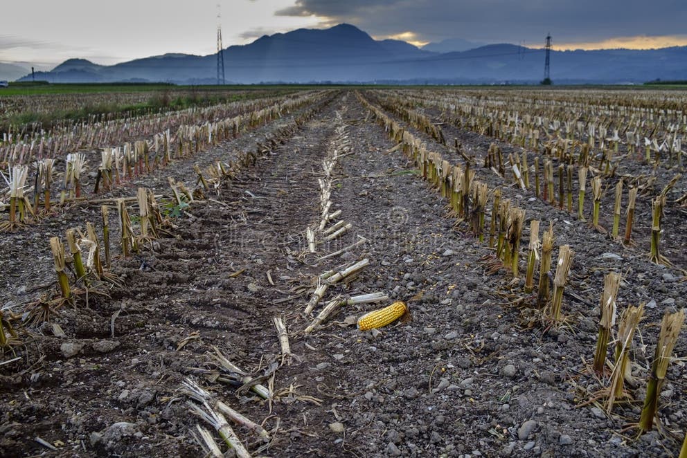 Empty corn fields stock image. Image of field, landscape - 98452853
