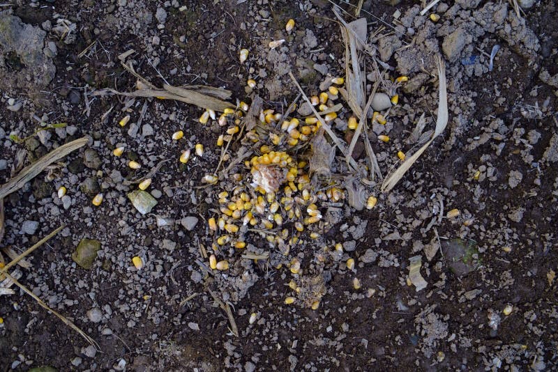 Empty corn fields stock photo. Image of outdoor, agriculture - 98452876