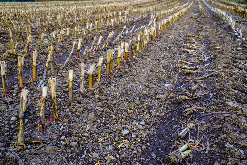 Empty corn fields stock image. Image of food, land, farm - 98452975