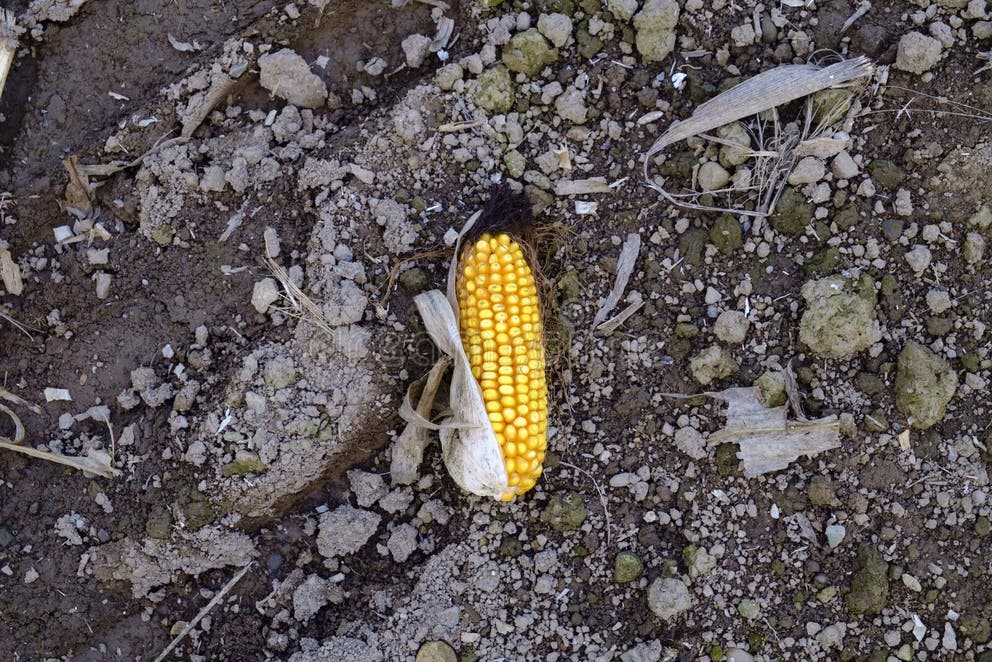 Empty corn fields stock photo. Image of land, empty, farmland - 98453104