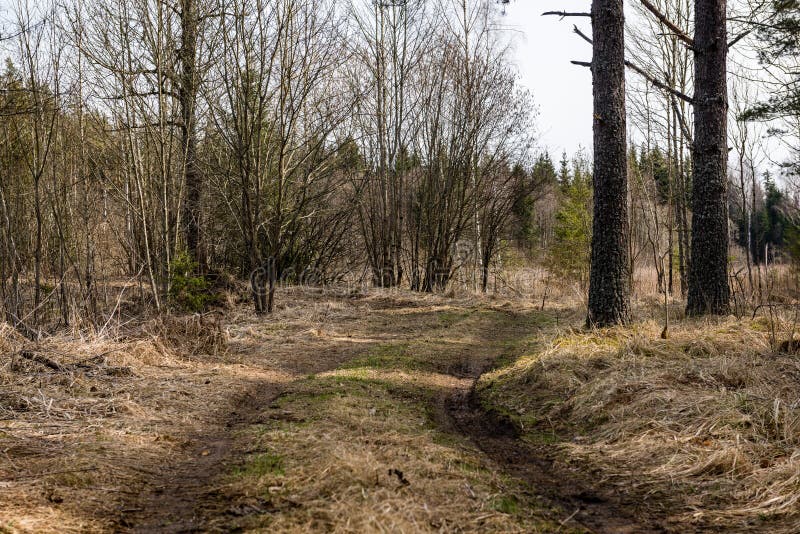 Empty Country Road in Forest Stock Photo - Image of highway, meadow ...