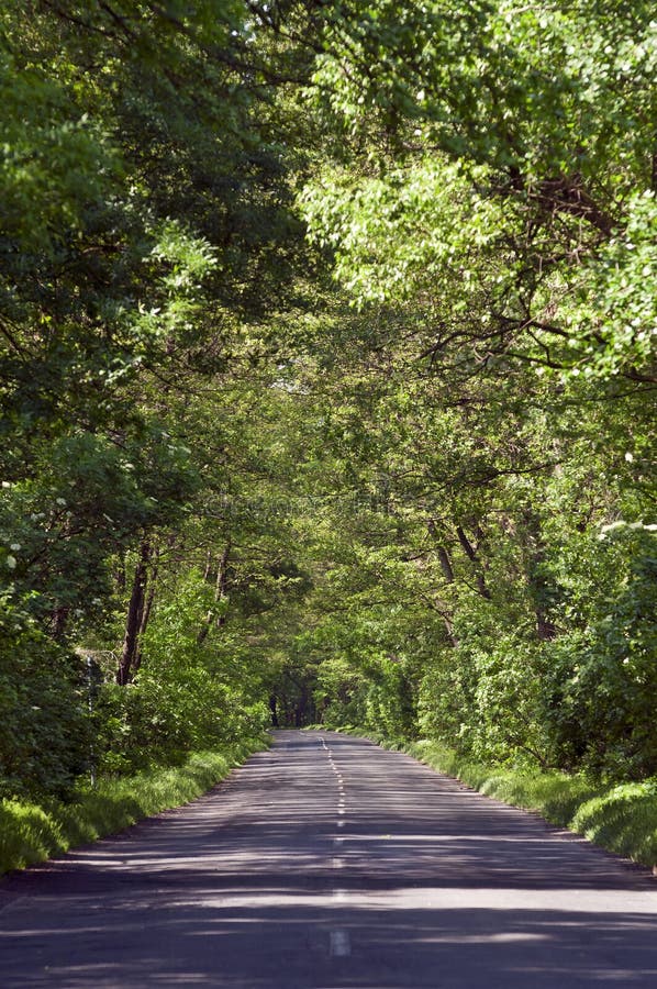 Empty Country Road in Tree Tunel Vertical Stock Image - Image of ...