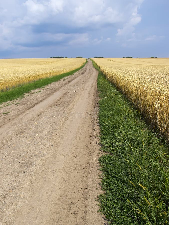 Empty Countryside Road through Fields with Wheat. Ukraine, Europe Stock ...