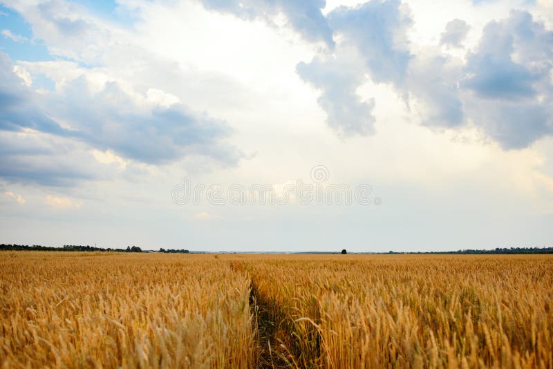 Empty Countryside Road through Fields with Wheat Stock Photo - Image of ...