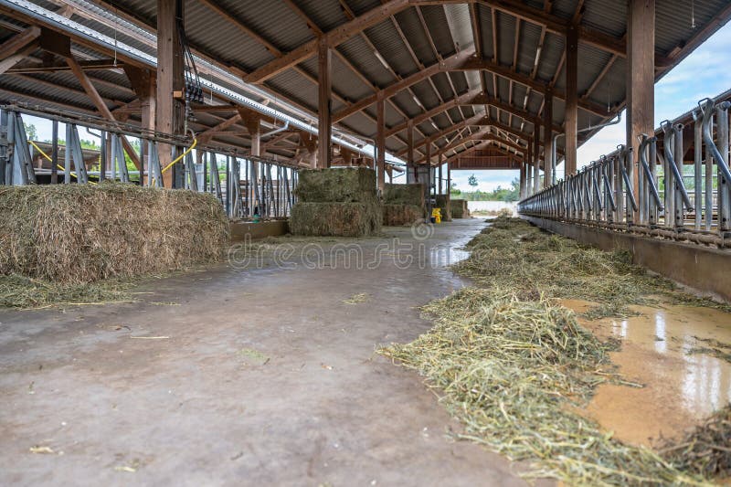 Empty Cowshed without Cows on a Farm, Separated Spaces for the Cows ...