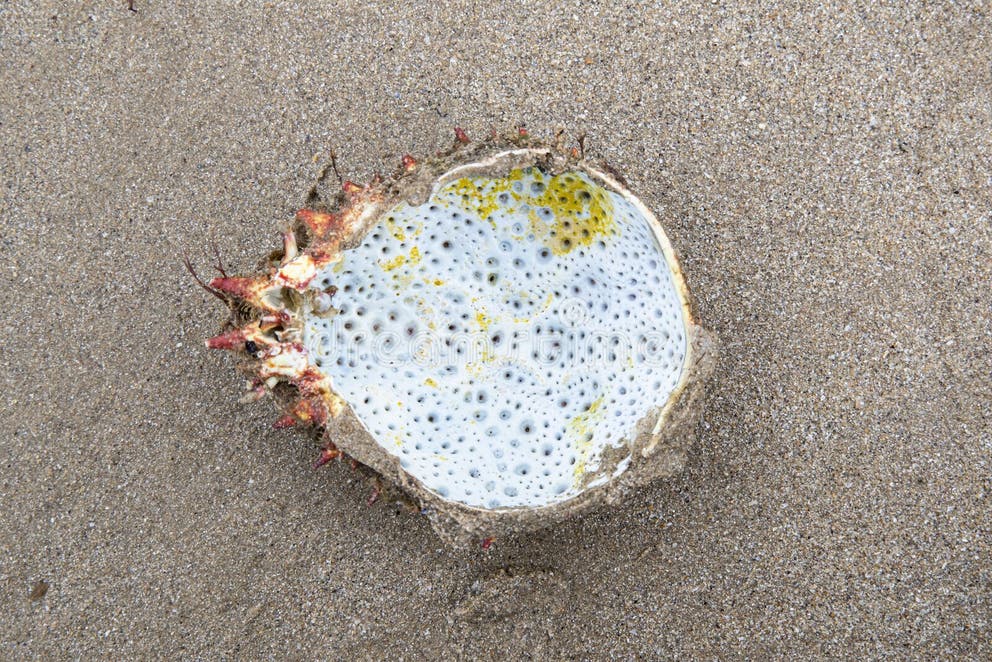 Empty Crab Shell on the Beach Stock Photo - Image of europe, beach ...