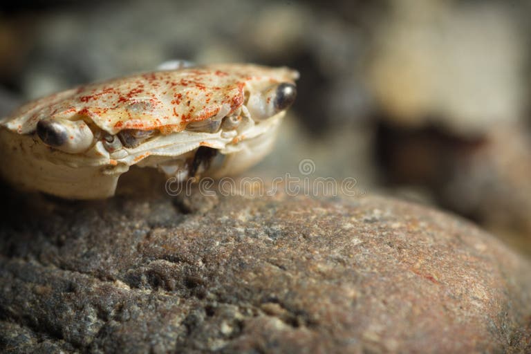 Empty Crab Shell Carapace on Rock Stock Photo - Image of shore, wild ...