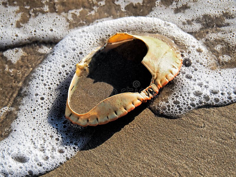 Empty Crab Shell in Surf stock photo. Image of surf, shell - 77847984