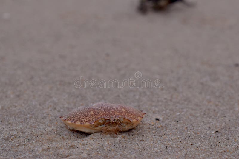 Empty Crab Shell on Wet Sand Stock Photo - Image of beach, collection ...
