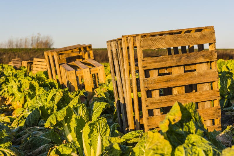 Colorful Old Apple Crates in a Stack Stock Photo - Image of faded ...
