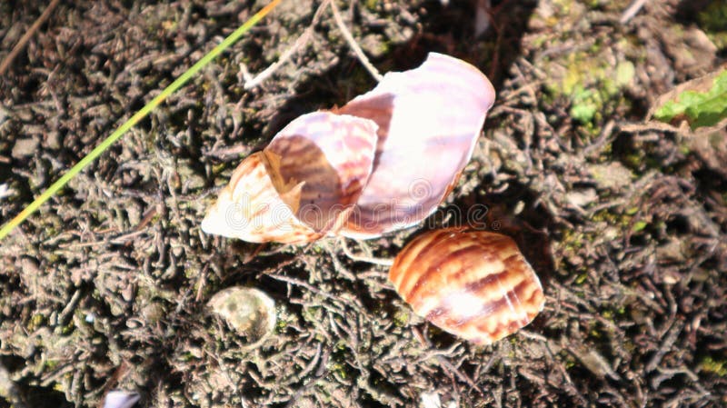 Empty and Crushed Snail Shells Stock Image - Image of outdoor ...