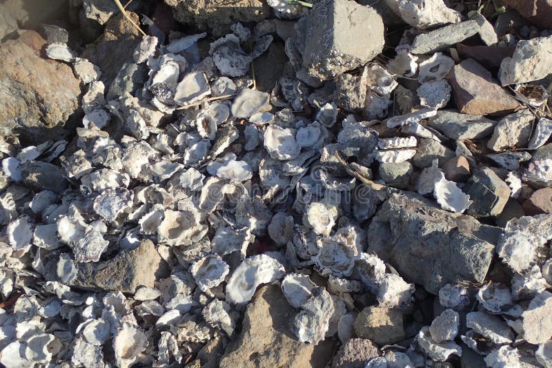 Empty damaged sea shells stock photo. Image of outdoor - 341580768